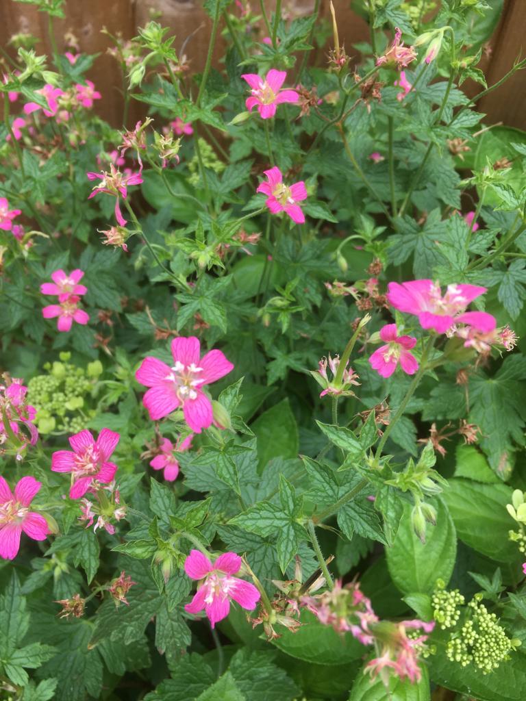 Hardy Geraniums for Sun – Essex HPS