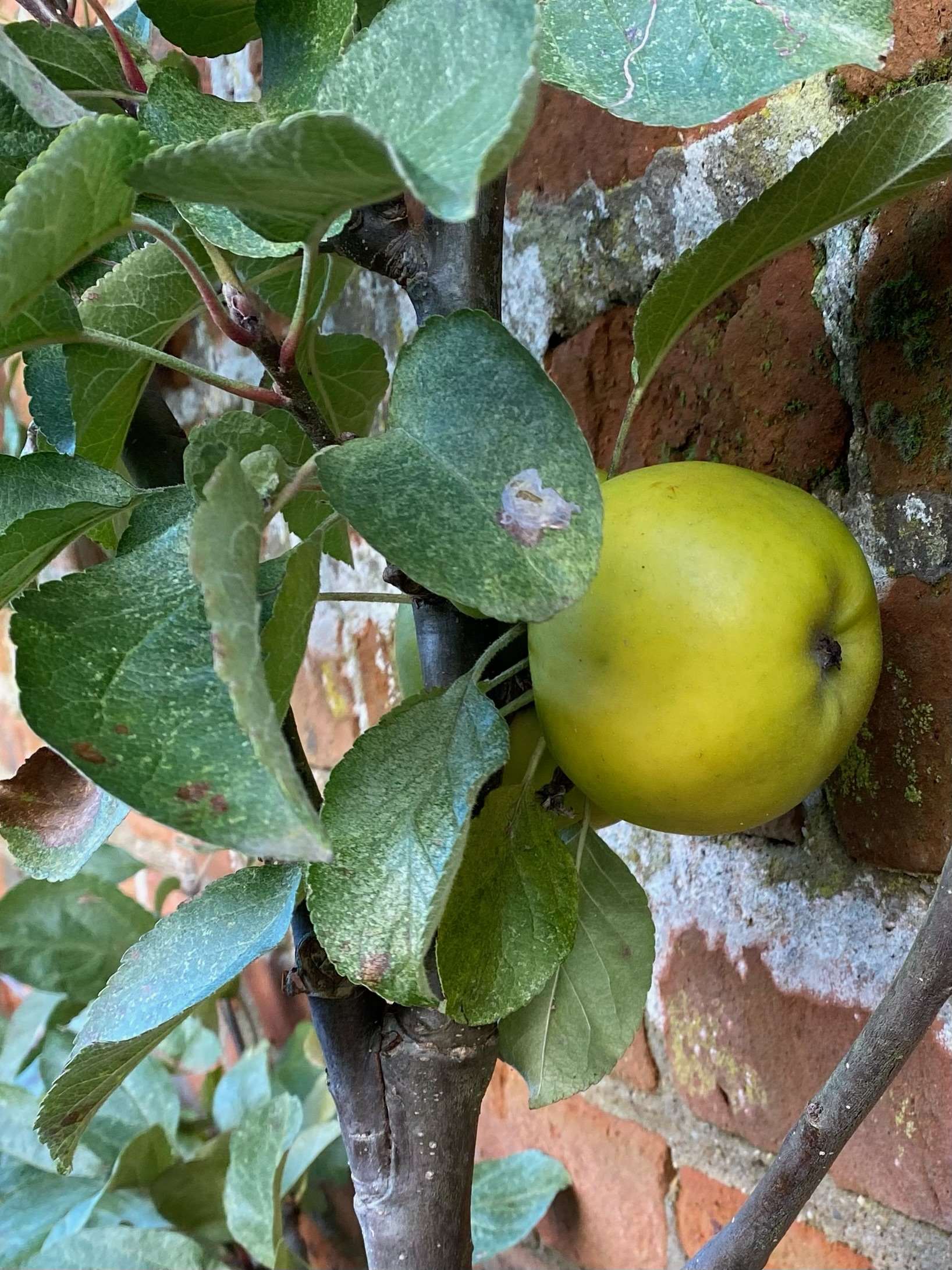 Heritage Apple ‘Sturmer Pippin’ – Essex HPS