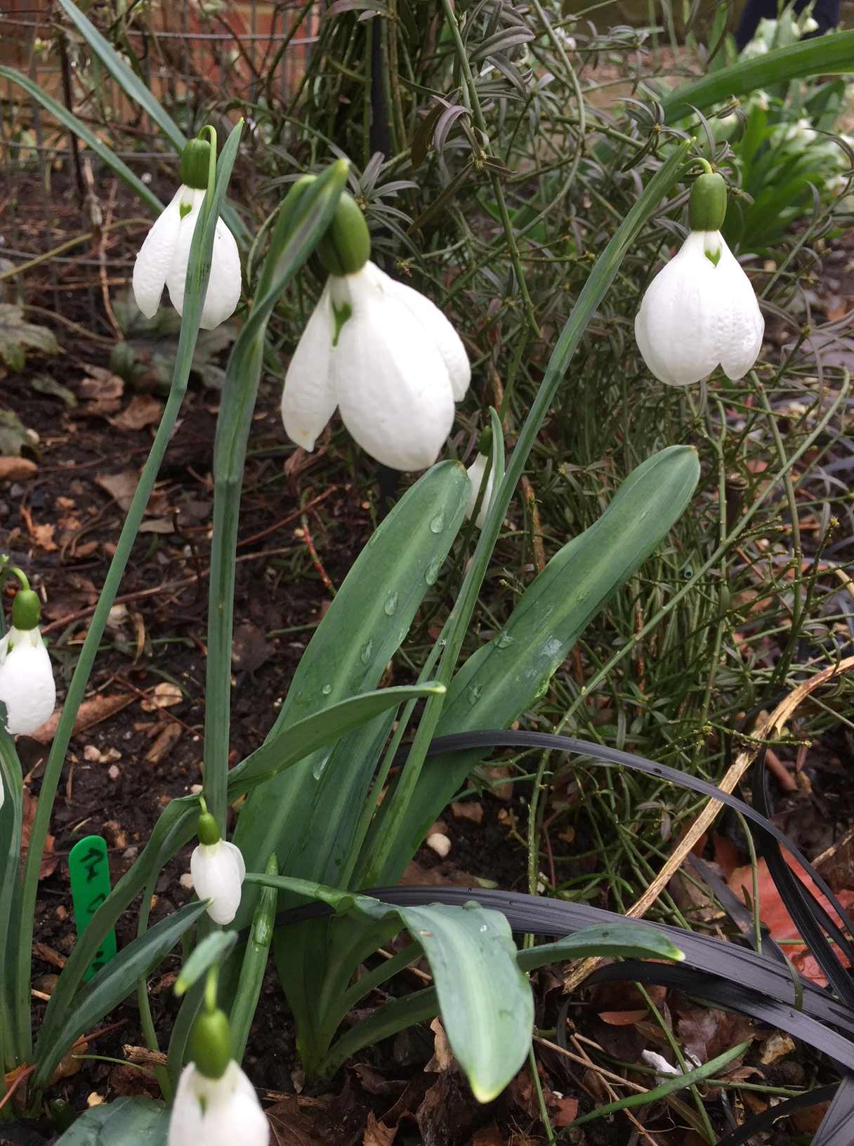 Galanthus Special Interest Group – Essex HPS