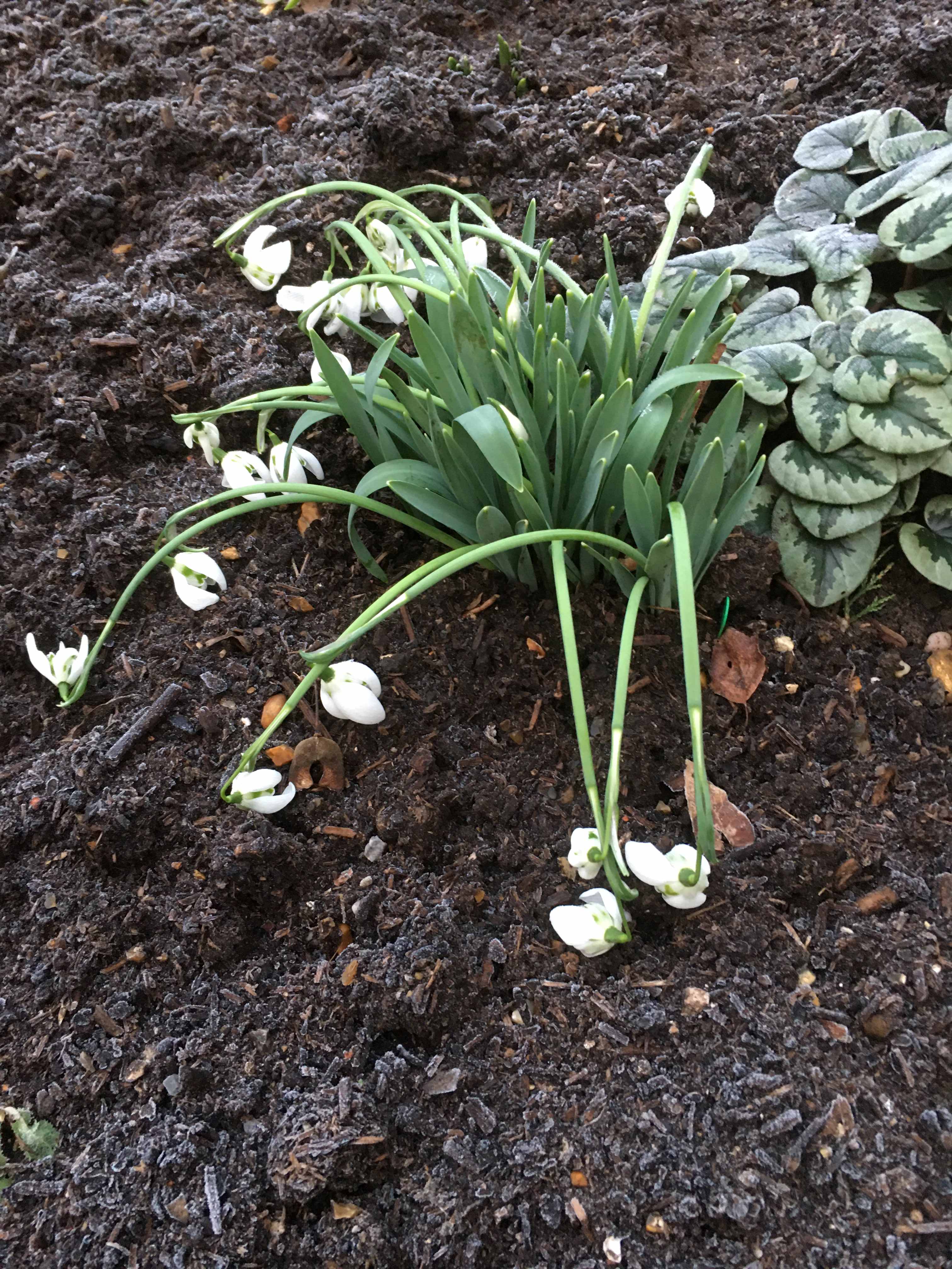 Galanthus Special Interest Group – Essex HPS