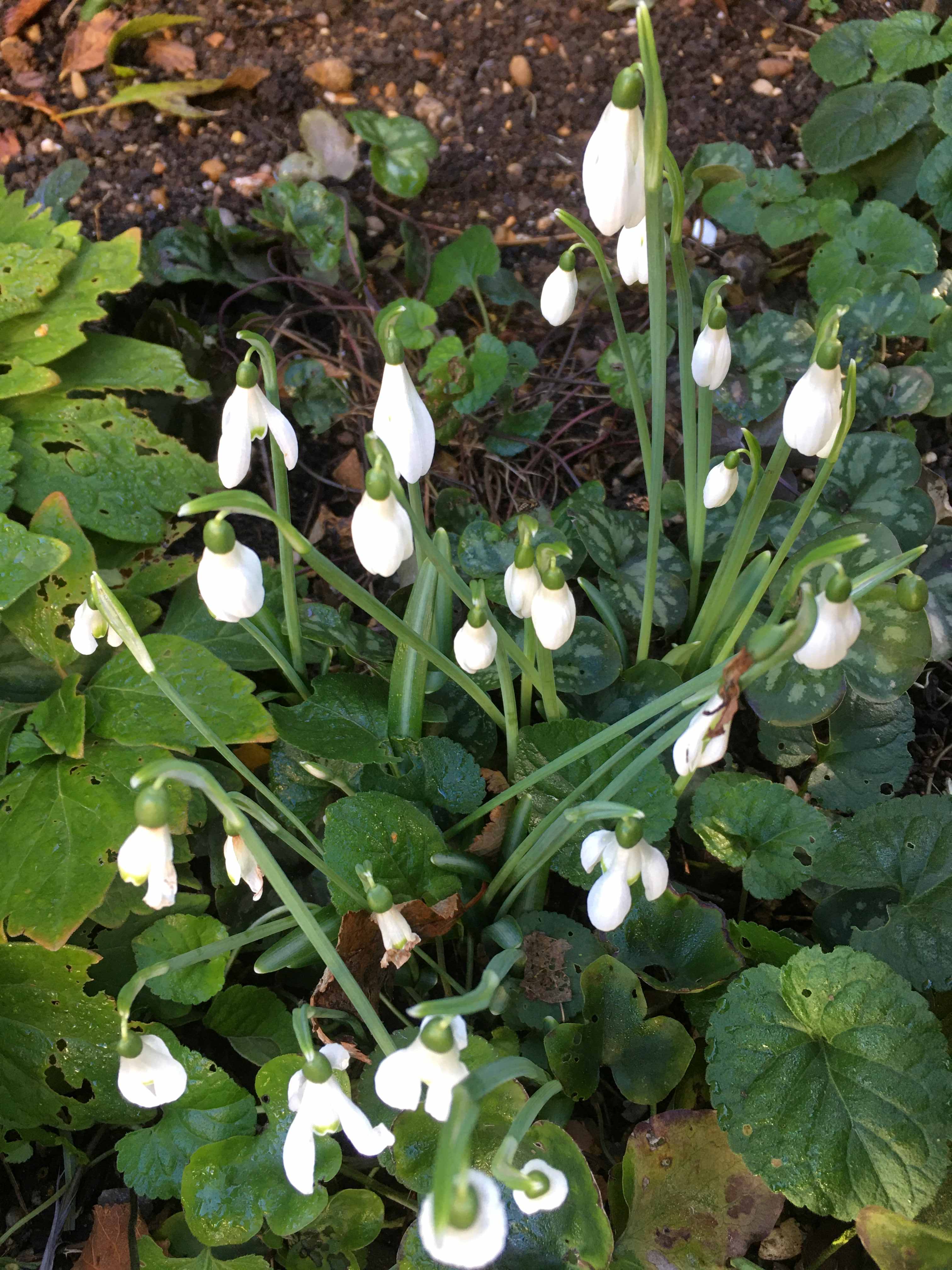 Galanthus Special Interest Group – Essex HPS