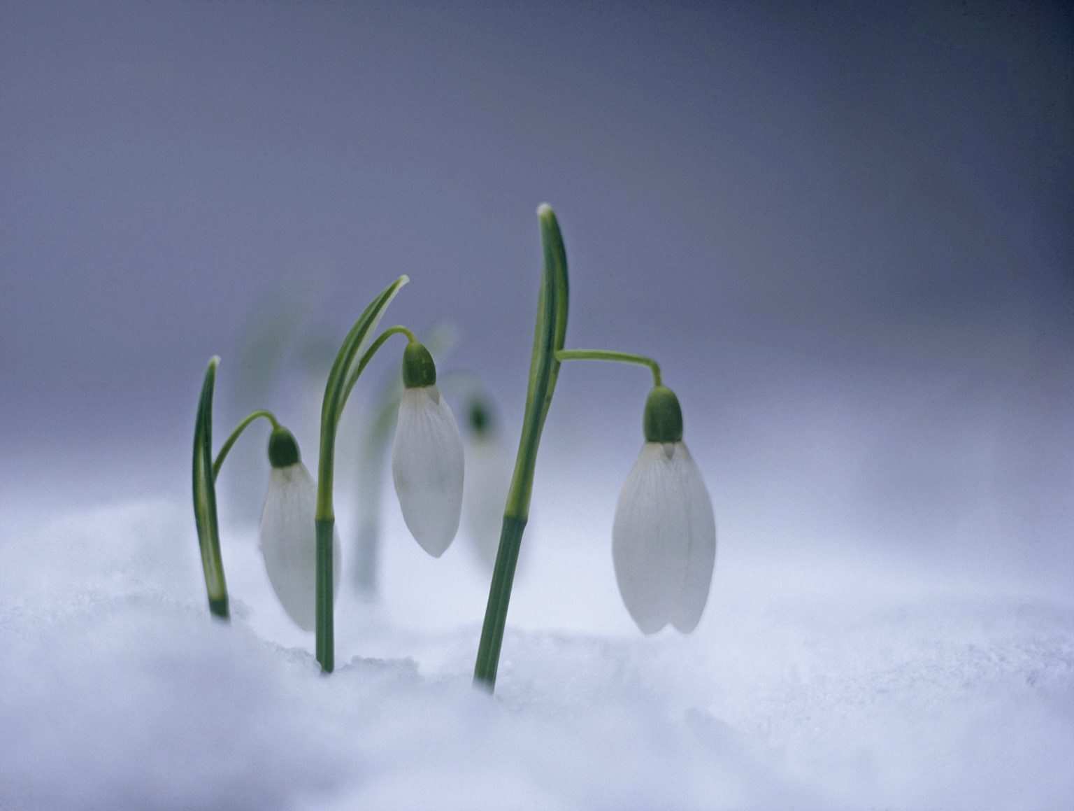 NGS Gardens open for Snowdrops – Essex HPS